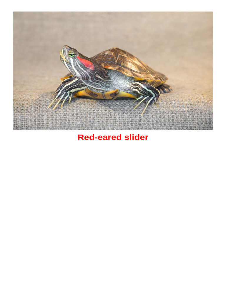Red-Eared Slider | PDF