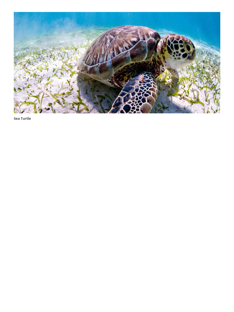 Sea Turtle | PDF