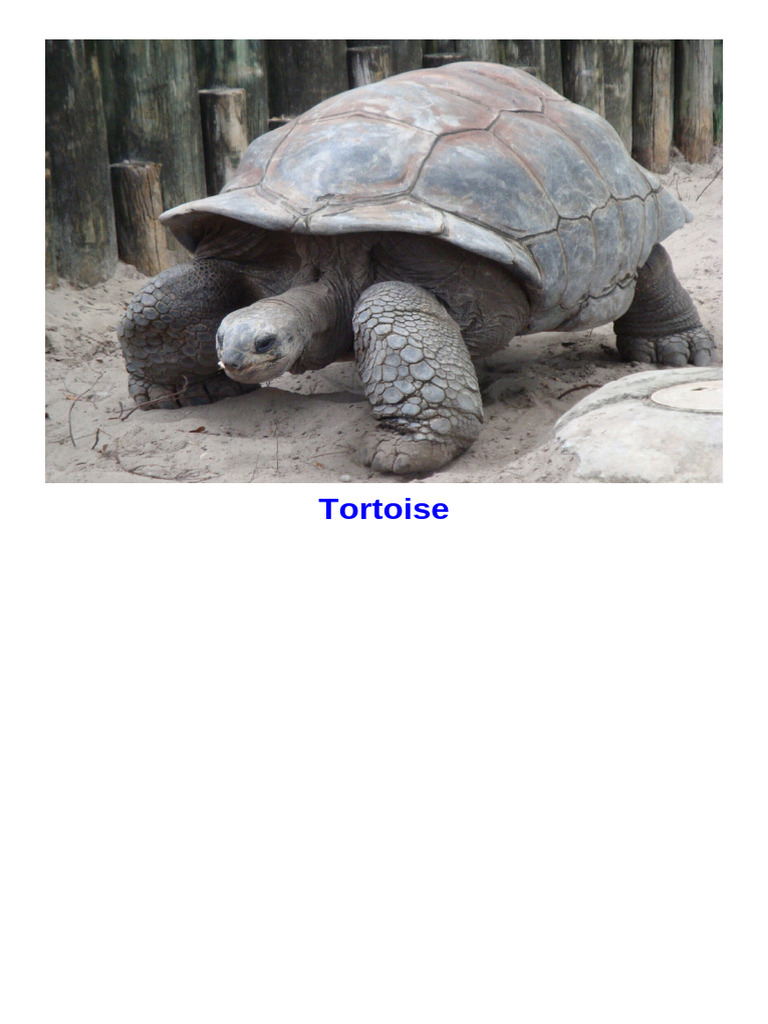 Tortoise | PDF