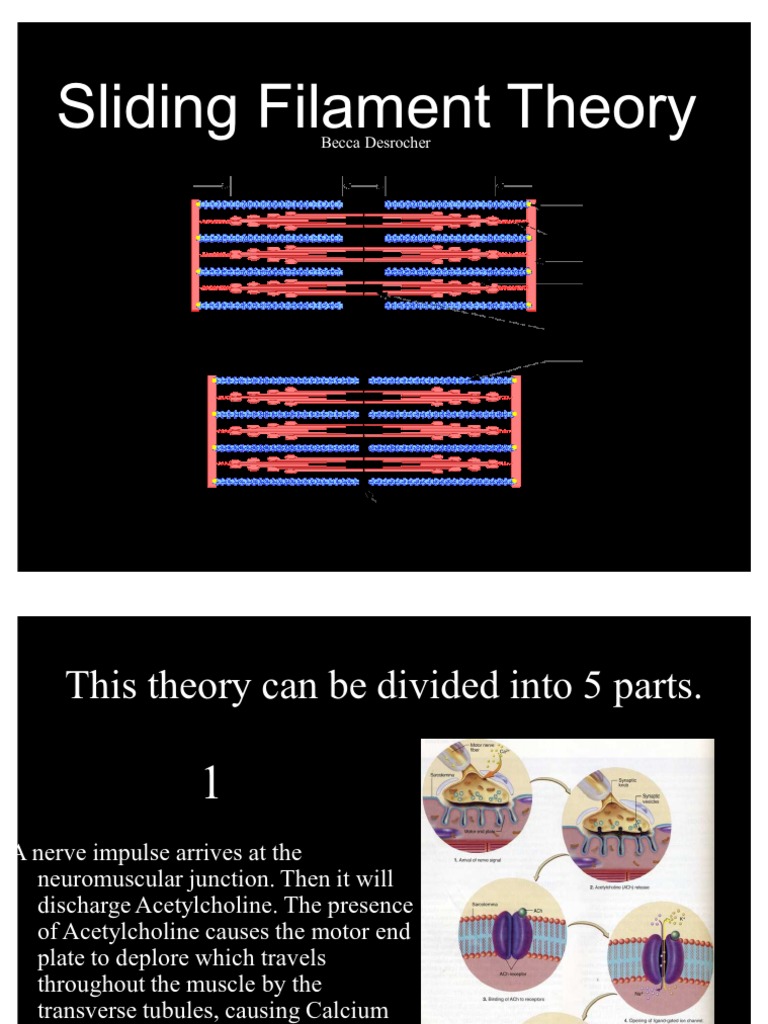 Sliding Filament Theory | PDF