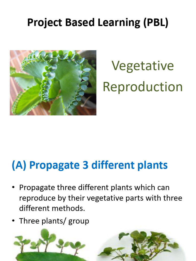 Project Based Learning (PBL) | PDF | Plants | Botany