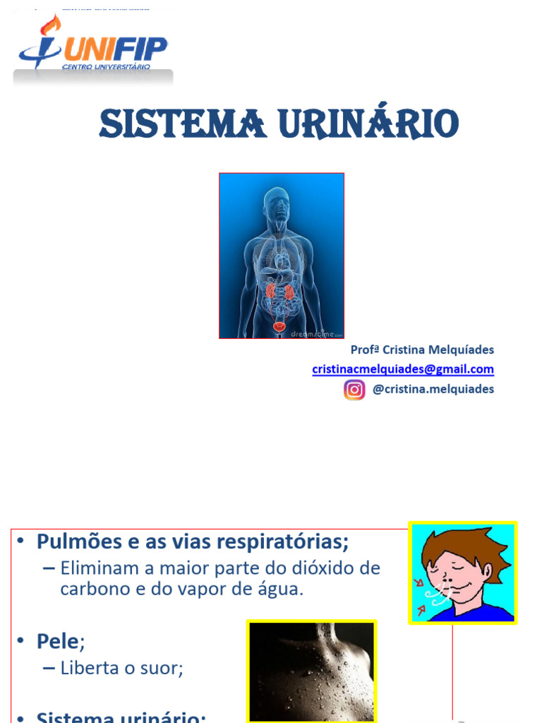 6 SISTEMA URINÃ_RIO | PDF | Rim | Sistema urinário