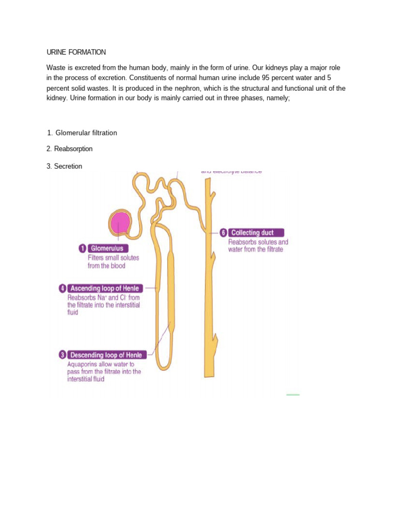 URINE FORMATION | PDF | Urinary System | Kidney