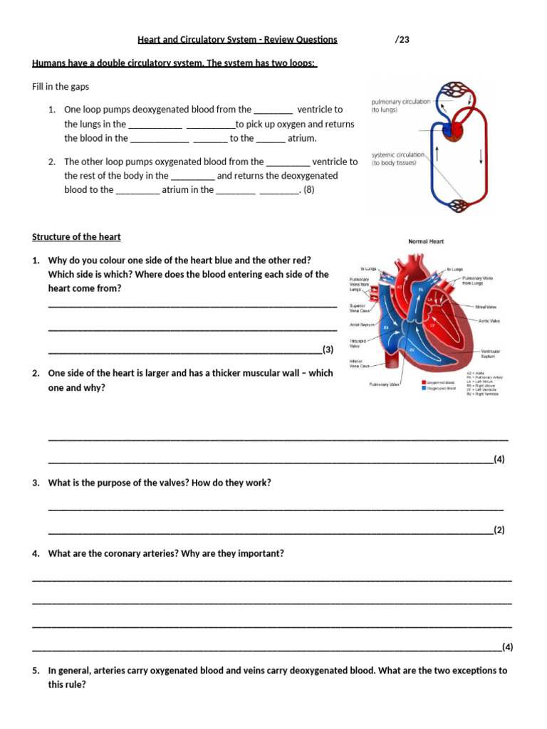 Circulatory System Review Questions | PDF