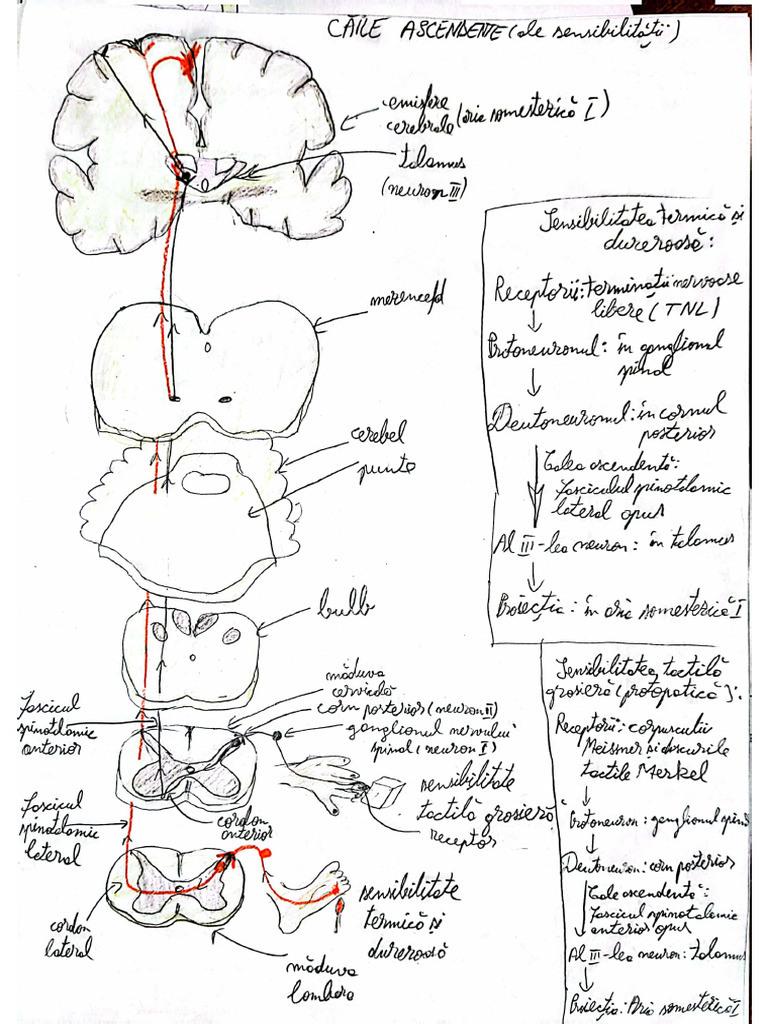 Maduva Spinării - 3 | PDF