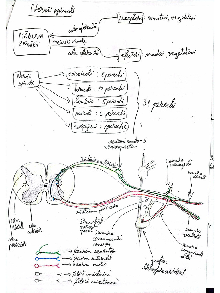 Maduva Spinării - 7 | PDF