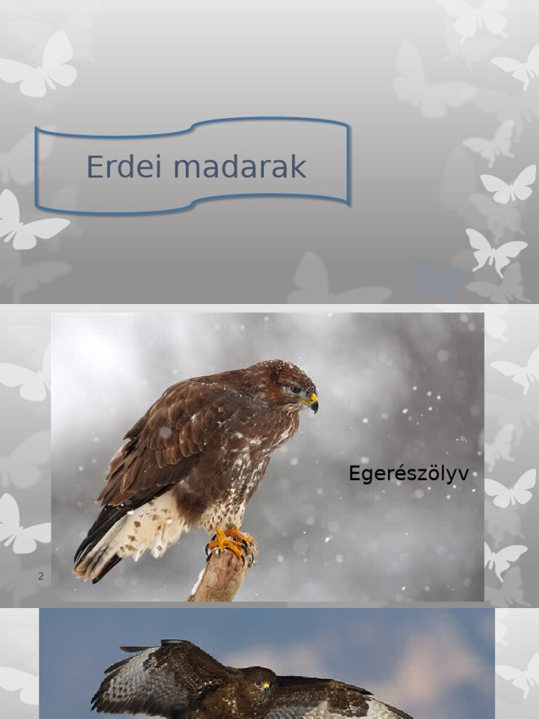 Erdei madarak fajfelismeréshez | PDF