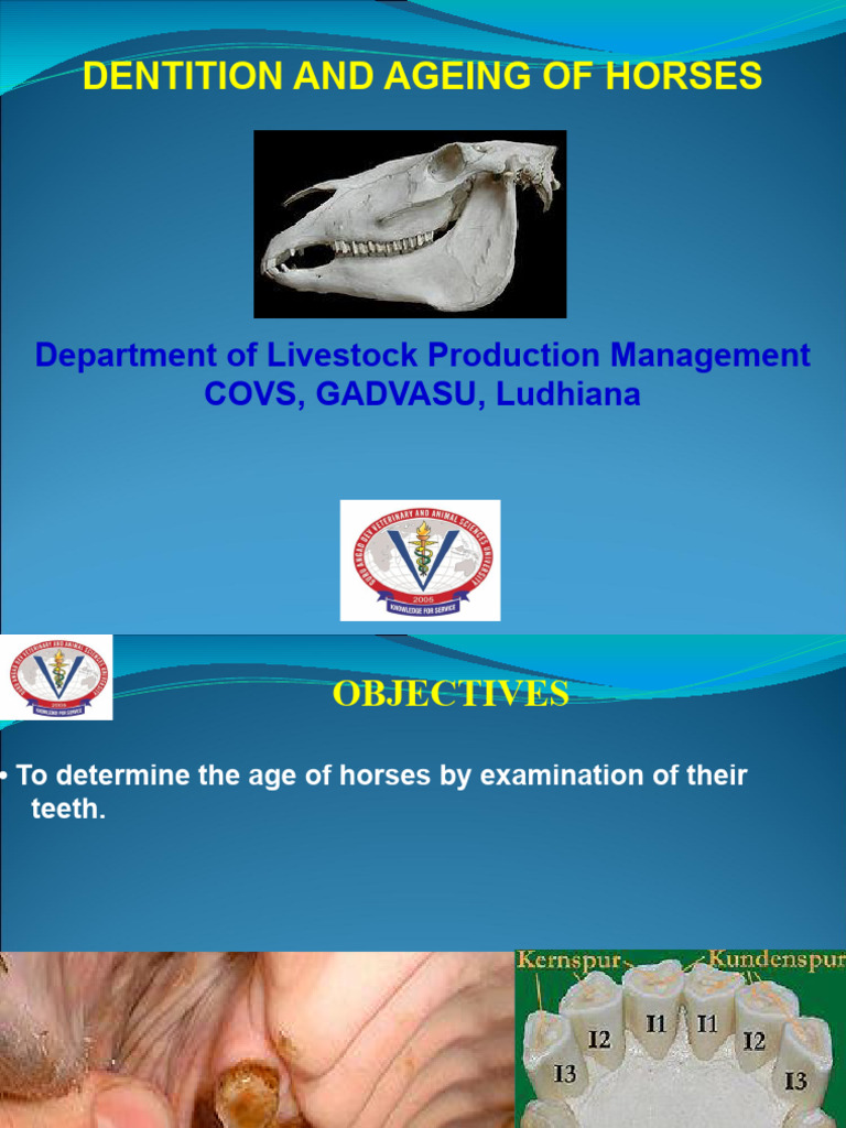 9 Dentition and Ageing-Equine | PDF | Tooth | Dentistry Branches