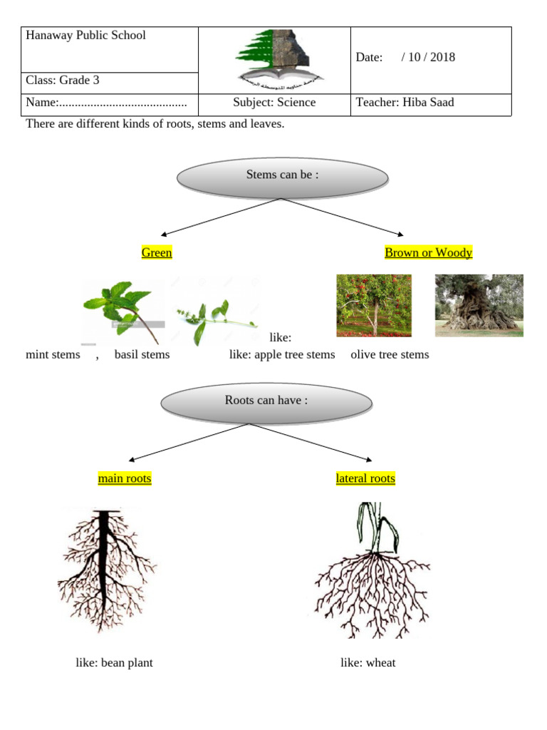 gr3-kinds of stems ... | PDF | Leaf | Trees