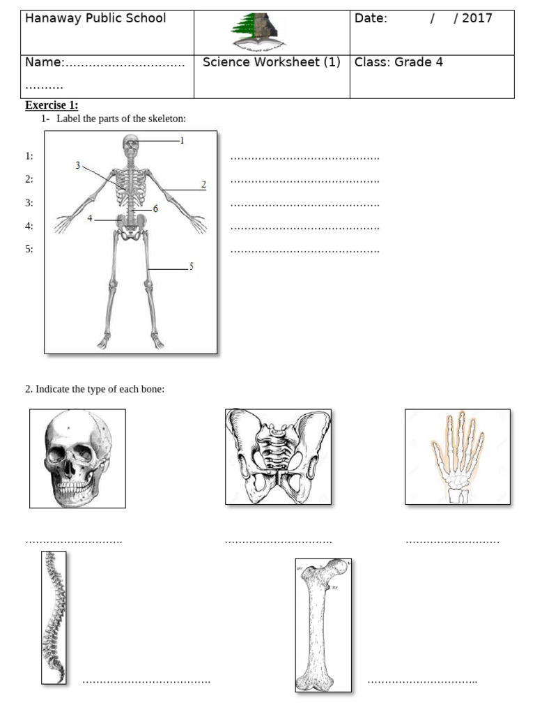 the skeleton | PDF