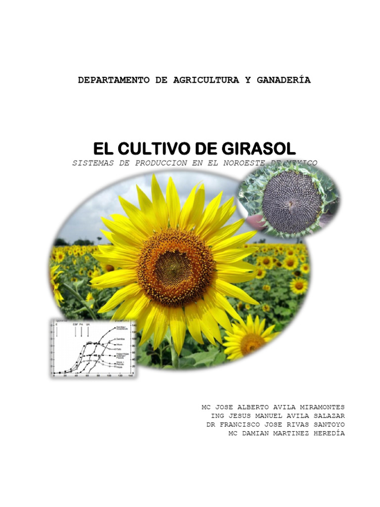 Sclerotinia Sclerotiorum en El Cultivo de Girasol | PDF | Siembra | Agricultura