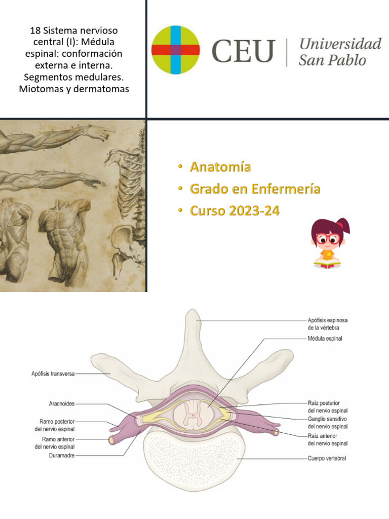 ENF 2023-24 ANATOMIA - 18 Sistema Nervioso Central I. Médula Espinal. Conformación Externa e ...