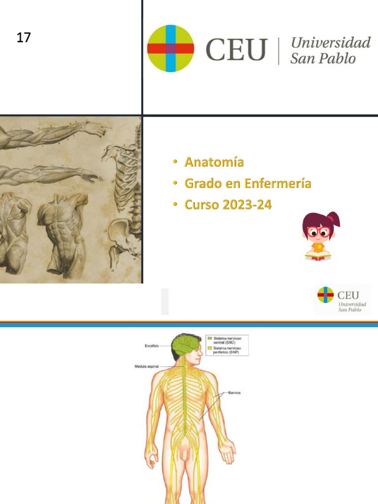 ENF 2023-24 ANATOMIA - 17 - Divisiones Del Sistema Nervioso. Cubiertas Del Encéfalo y La Médula ...