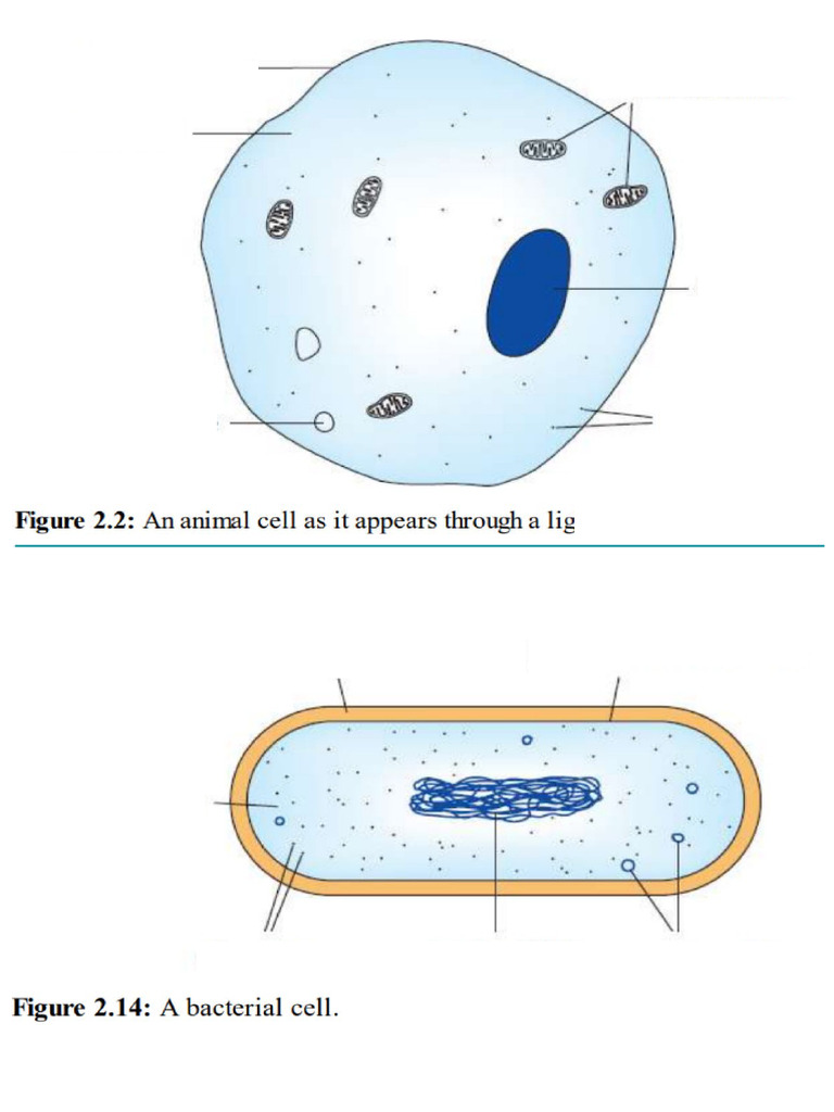 Labelling Diagrams | PDF