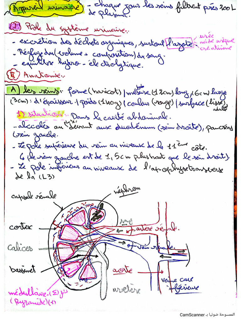 Anatomie de L'appareil Urinaire | PDF