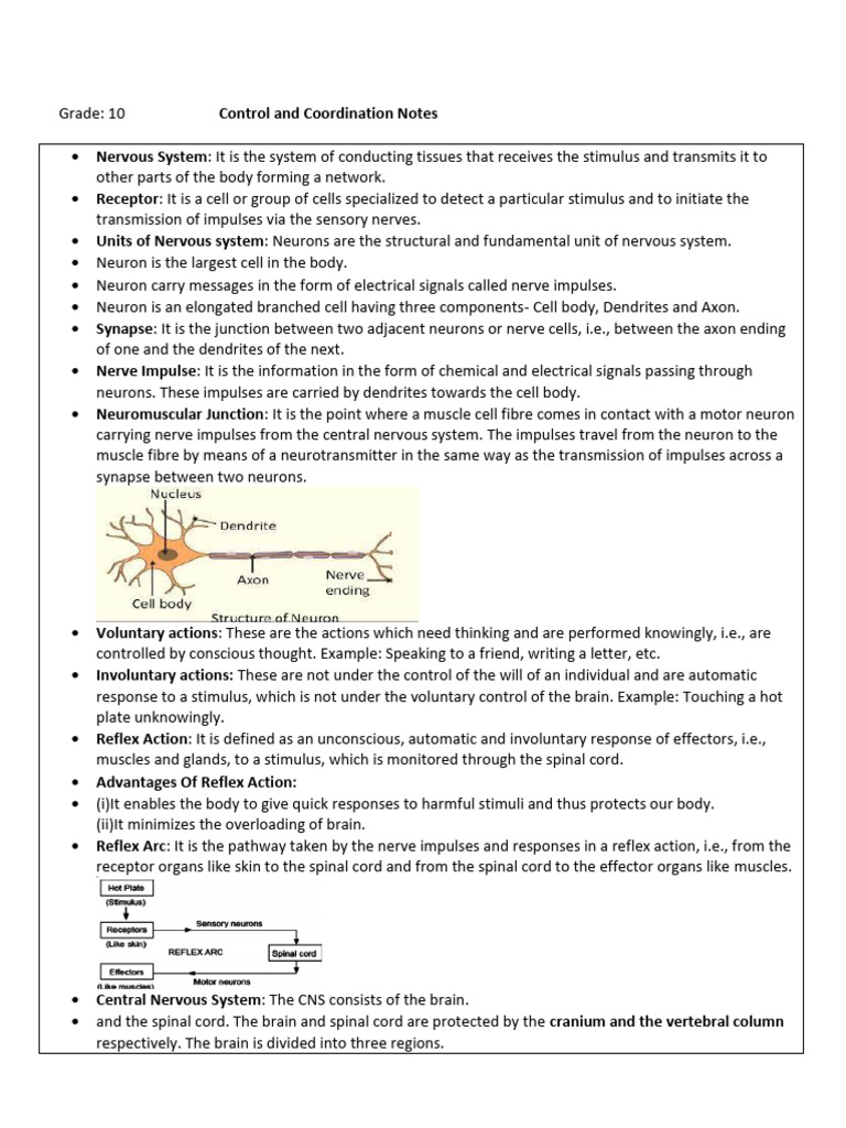 Control and Coordination Notes | PDF | Neuron | Auxin