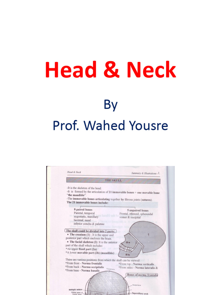 15541dental Head & Neck - PDF - 50277 | PDF | Skull | Musculoskeletal ...