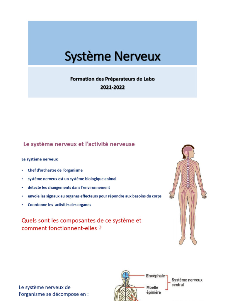 Comprendre le Système Nerveux | PDF | Système nerveux | Système nerveux ...