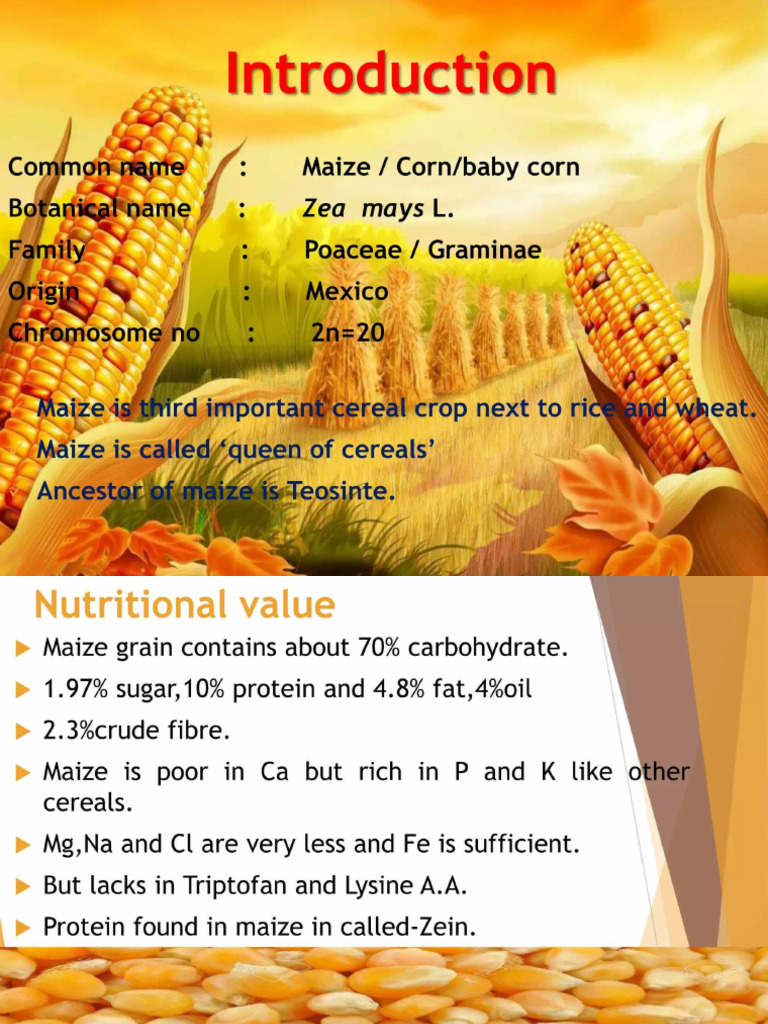 Importance and Uses of Maize Varieties | PDF