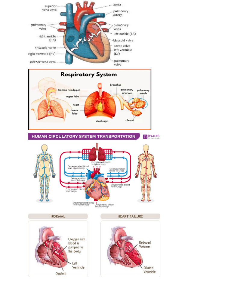 Science Practical | PDF