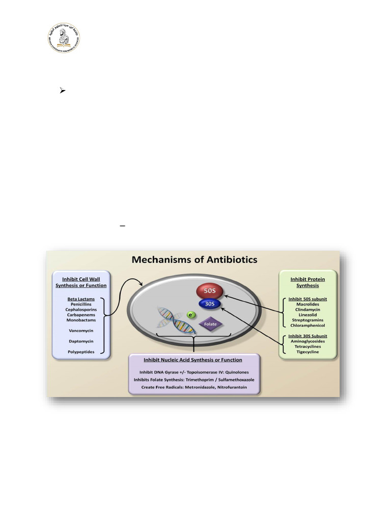 Protein Synthesis Inhibitors Handout 2024-2025 Final | PDF | Medical ...