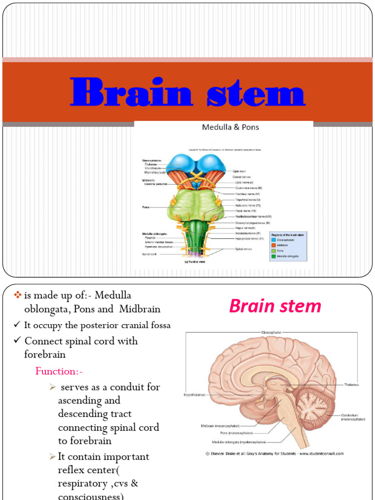 Brainstem | PDF | Brainstem | Cerebellum