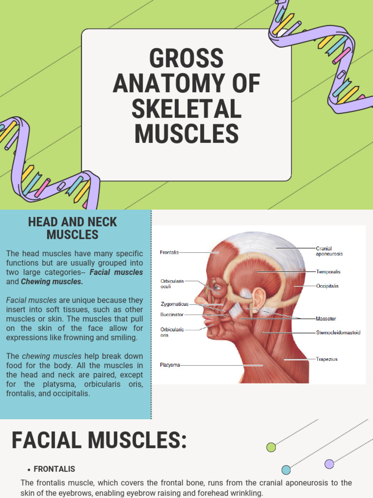 Gross Anatomy of Skeletal Muscle | PDF | Foot | Human Leg