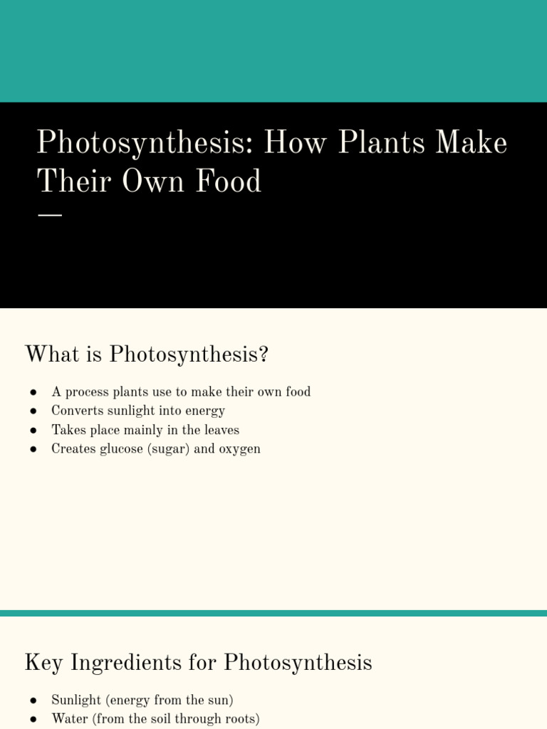 Understanding Photosynthesis in Plants | PDF | Photosynthesis | Leaf