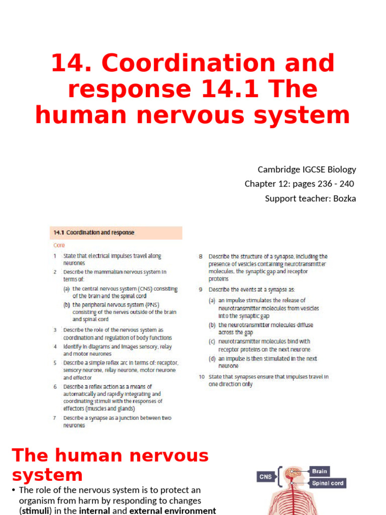 14-1 Coordination and Response - Nervous System - Synapses - Reflex Arc ...