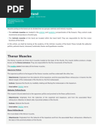 Thenar and Hypothenar Muscle Anatomy | PDF | Thumb | Hand