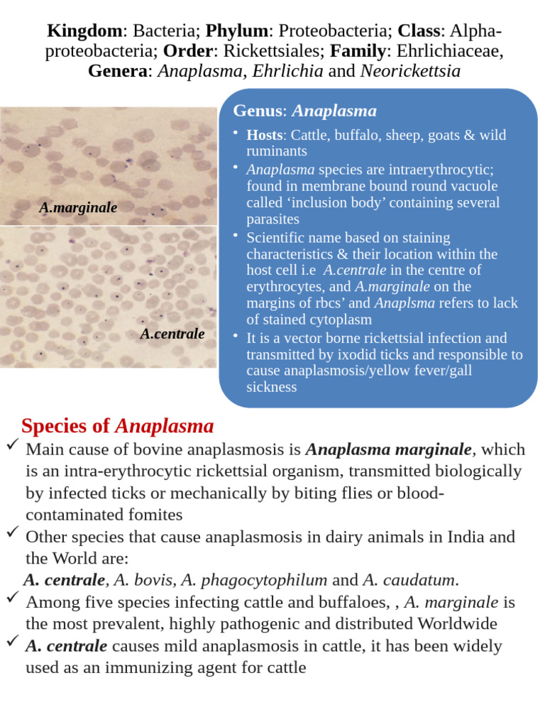 Anaplasmosis, Ehrlichiosis & Cryptosporidiosis 16. 3 | PDF | Infection ...