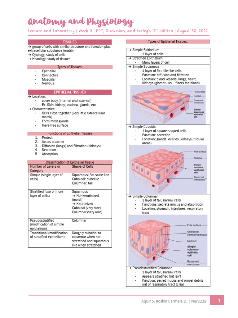 Anaphy Week3 Tissue | PDF | Epithelium | Tissue (Biology)