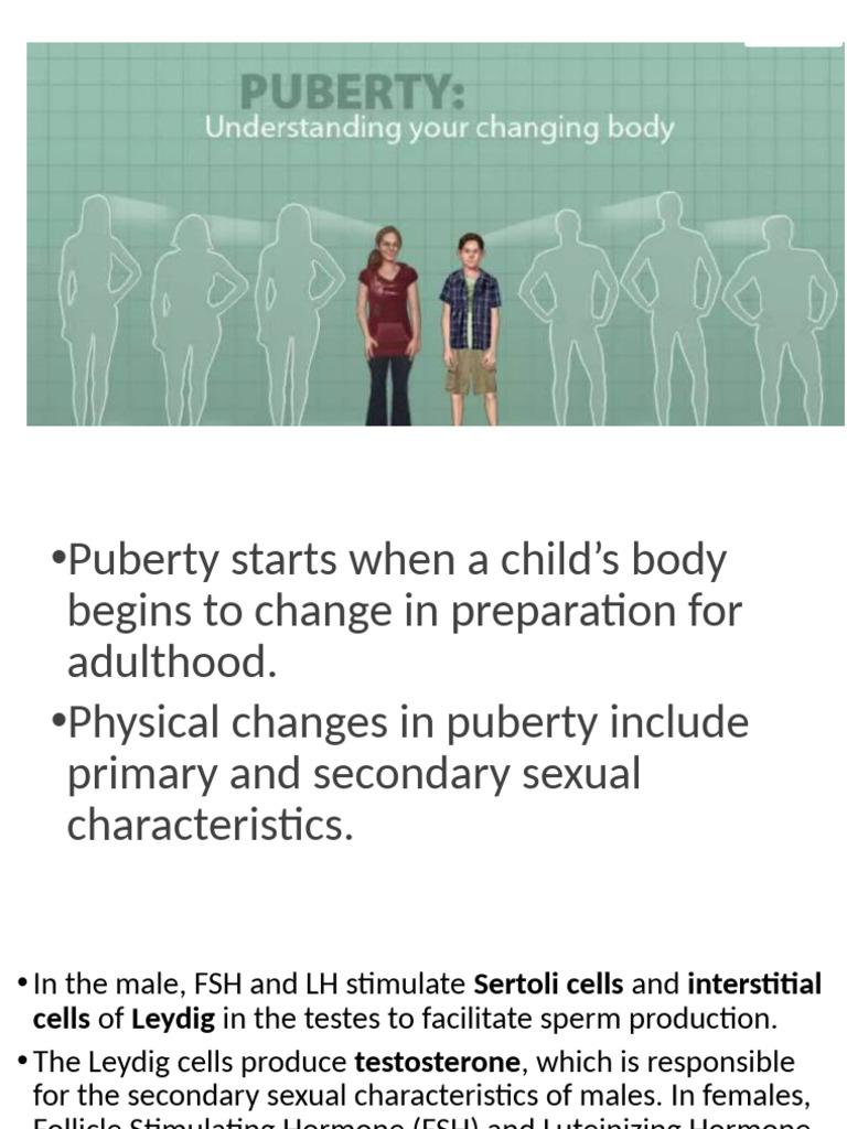 Puberty | PDF