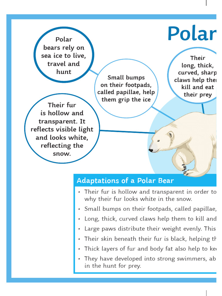 t3 G 283 Adaptations of A Polar Bear Display Poster English | PDF | Fur ...