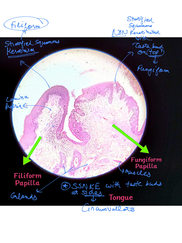 Histology I - Labelled | PDF