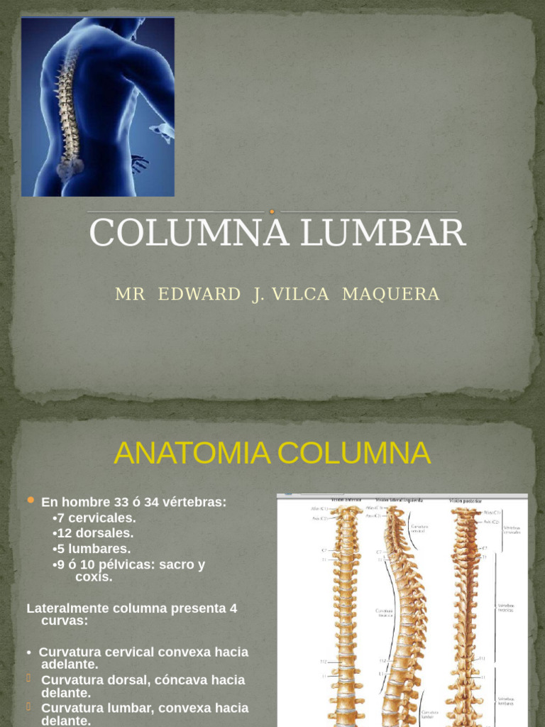 Columna | PDF | La columna vertebral | Anatomía humana