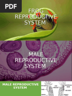 Male Frog Reproductive System Overview | PDF | Testicle | Sperm