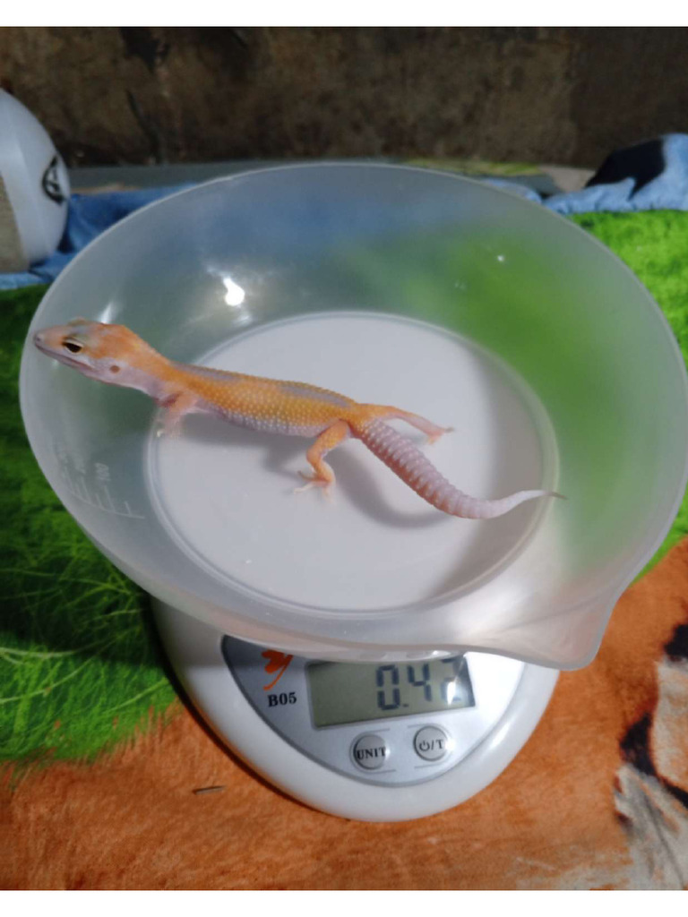 IMG_20241225_005930_923 | PDF