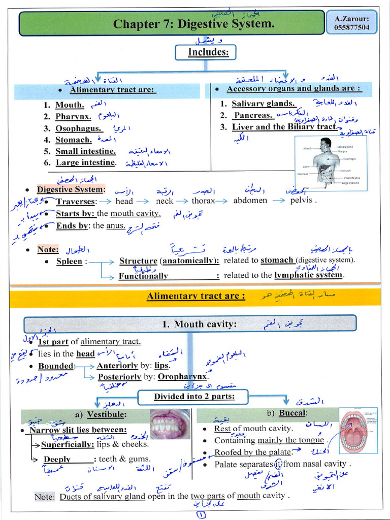 Ana. Ch-7 Digestive System Summary Z.A 0558775049 Translated. | PDF ...
