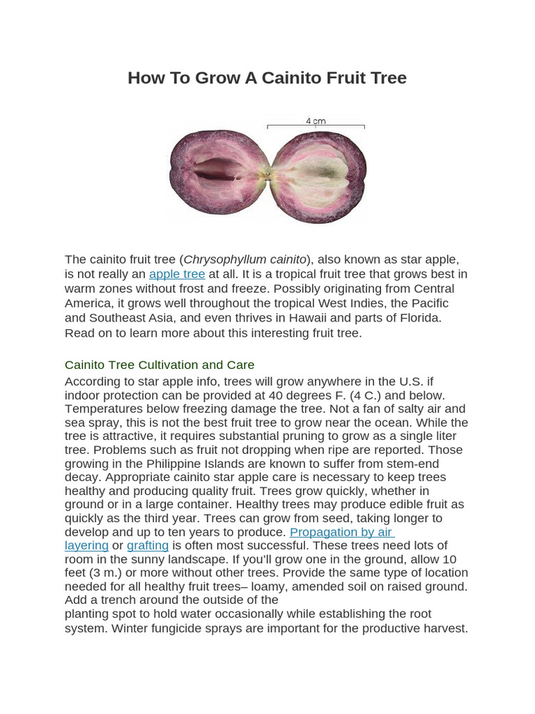 How to Grow a Cainito Fruit Tree | PDF | Trees | Apple