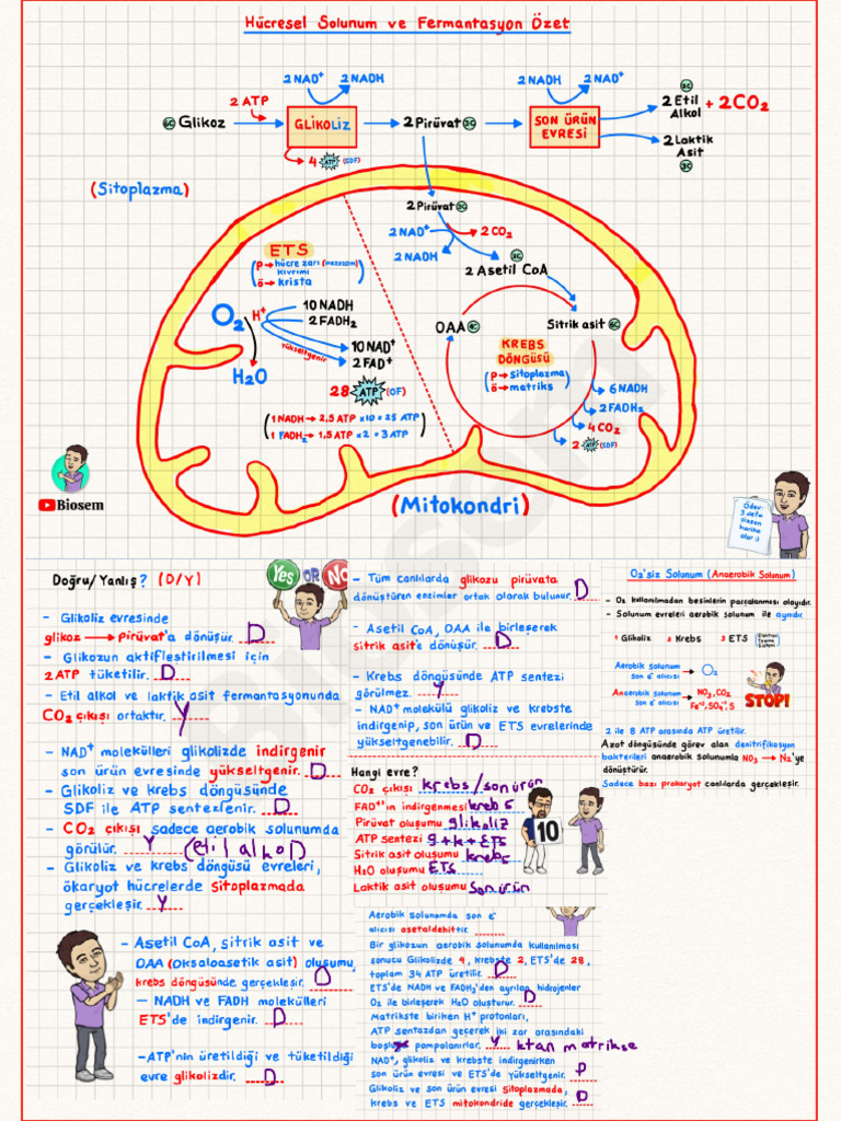 Biyo Ayt Full Tekrar | PDF