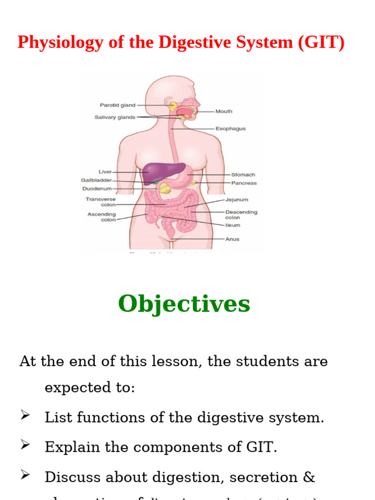 digestive system | PDF | Gastrointestinal Tract | Digestion