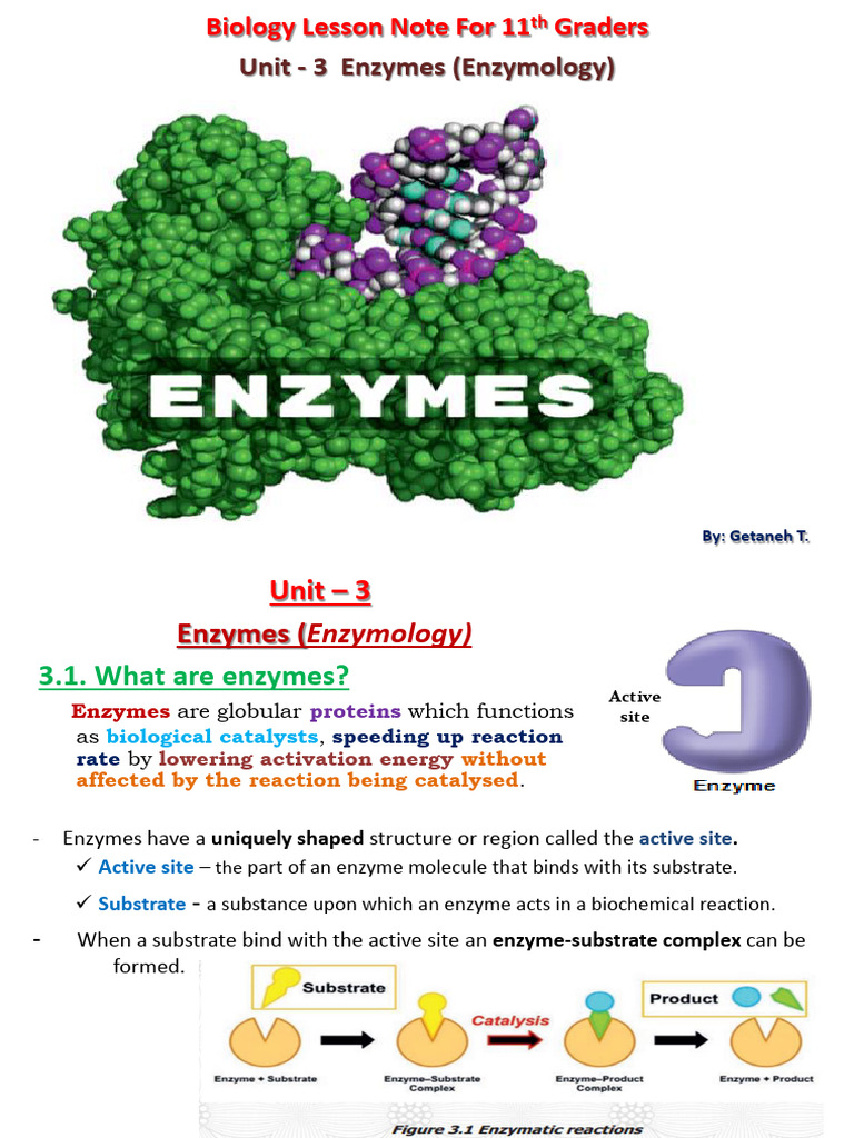 G11 - Bio Note - Unit 3 (Enzymes) | PDF | Enzyme | Enzyme Inhibitor