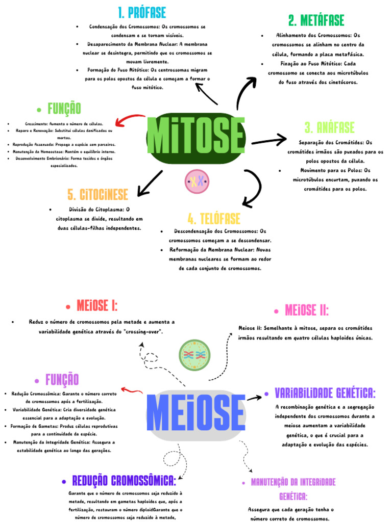Mapa Mental Linda Iarissa Pdf Meiose Mitose