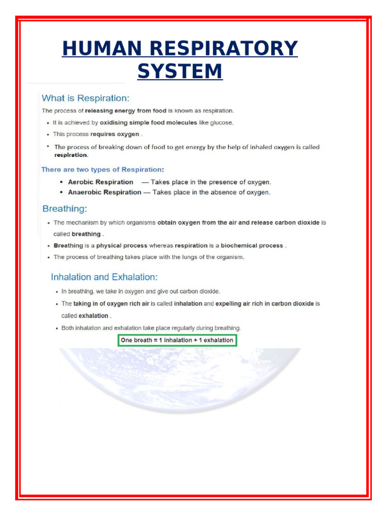 Human Respiratory System | PDF | Lung | Respiration