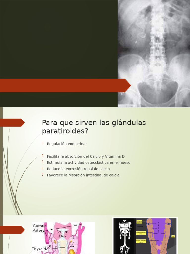 Clase HPT 24 | PDF | Calcio | Sistema endocrino