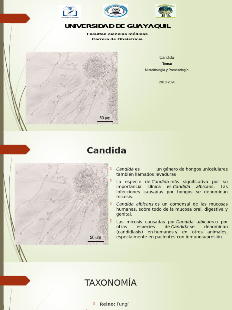 expo candida | PDF | Candida (hongo) | Micología