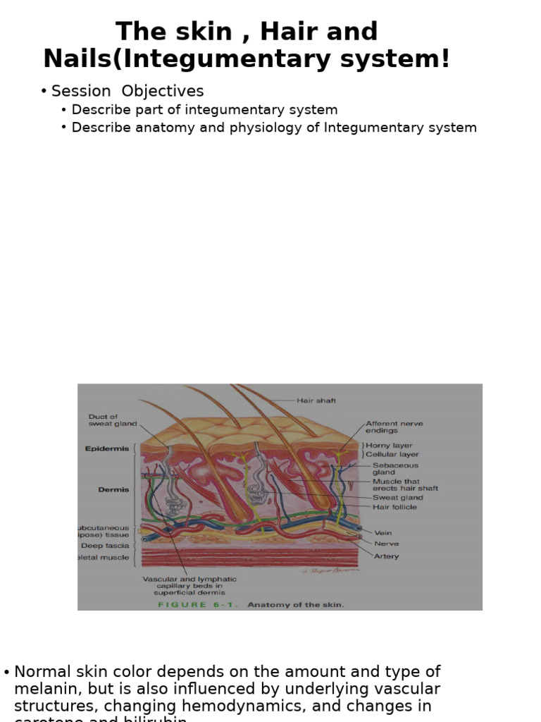 The Skin, Hair and Nails (Integumentary | PDF | Hair | Nail (Anatomy)