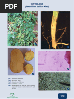 Raiz Axonomorfa | PDF | Raíz | Tallo de la planta