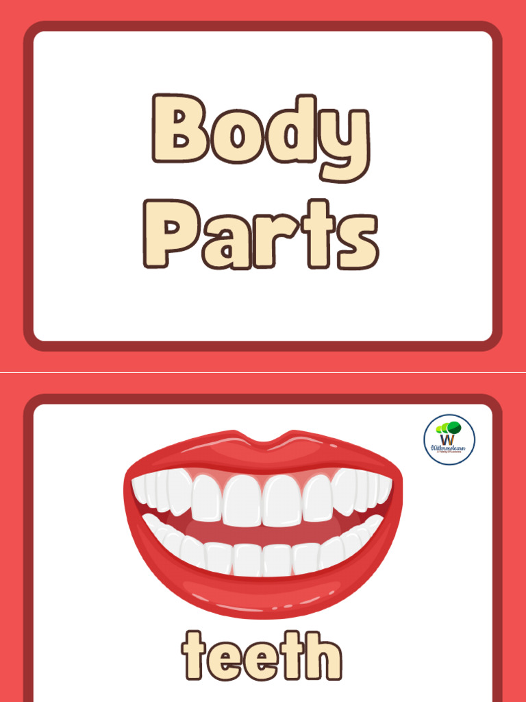 Flash Card Body Parts | PDF